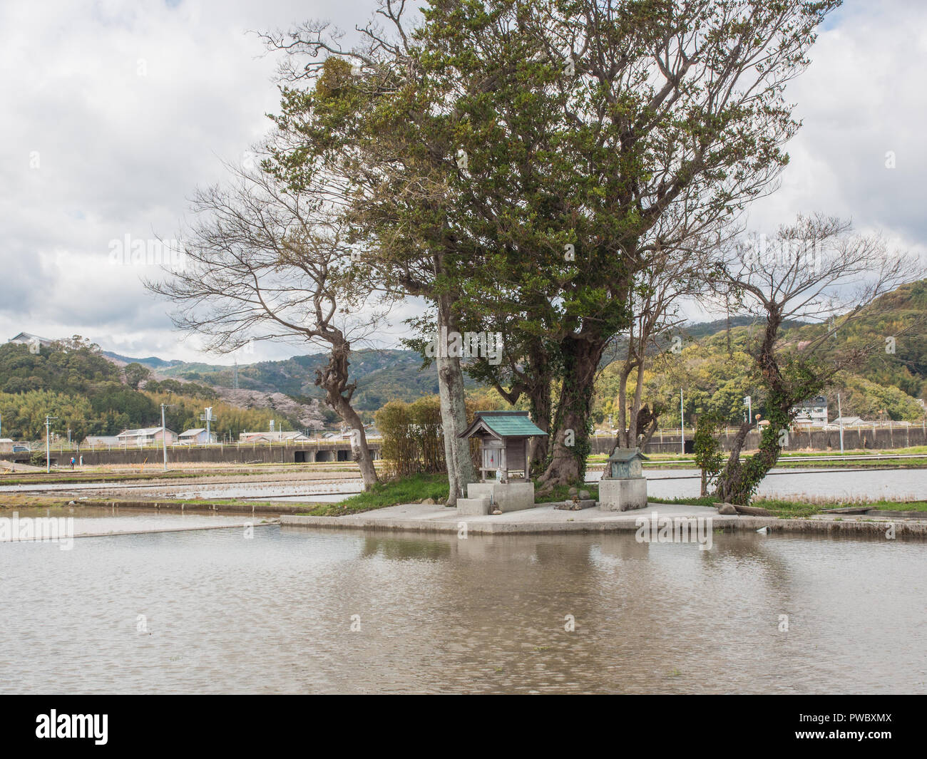 Flooded rice field with Shinto shrine, for farmers prayers, henro no ...