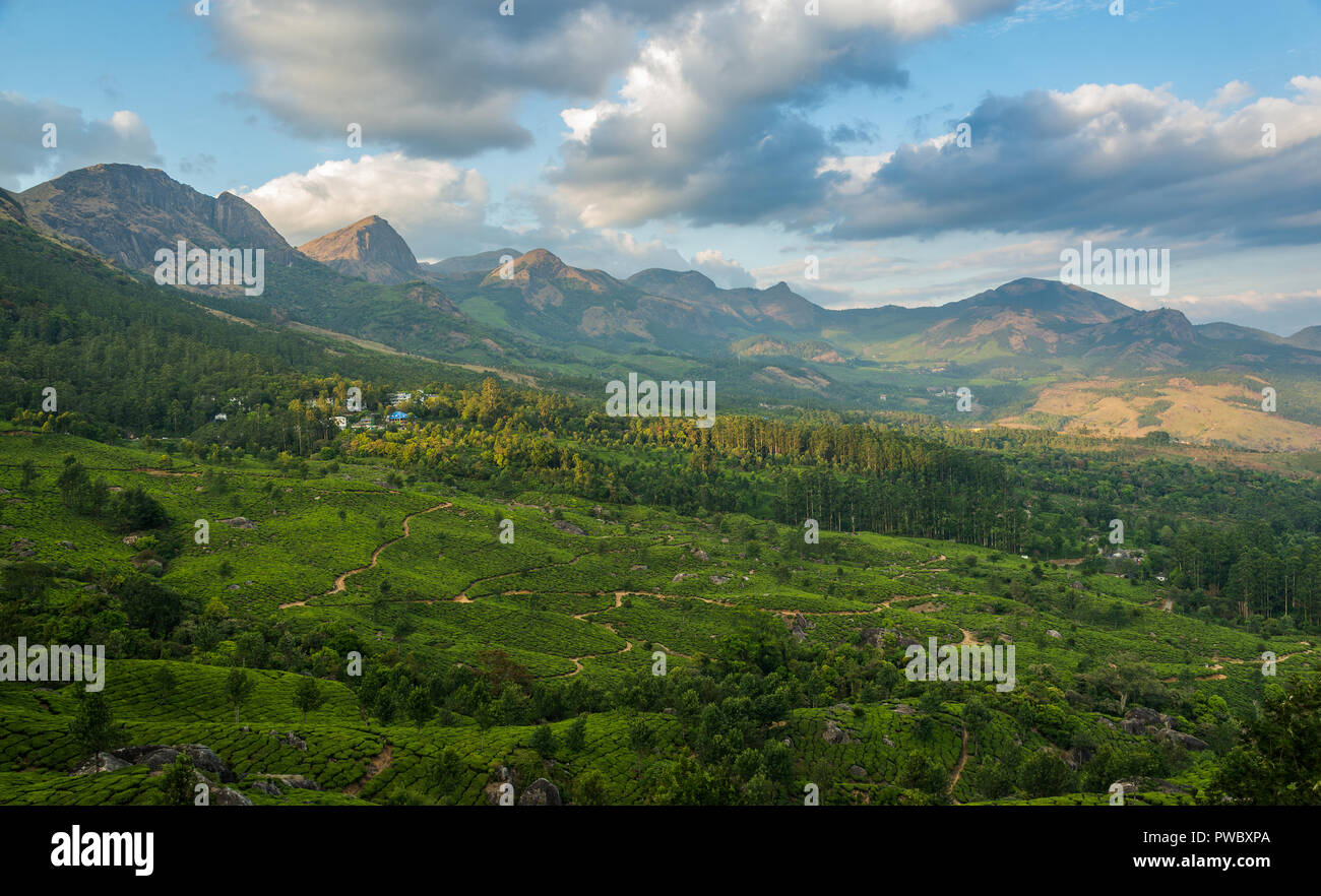 Coffee And Tea Plantations High Resolution Stock Photography and Images ...