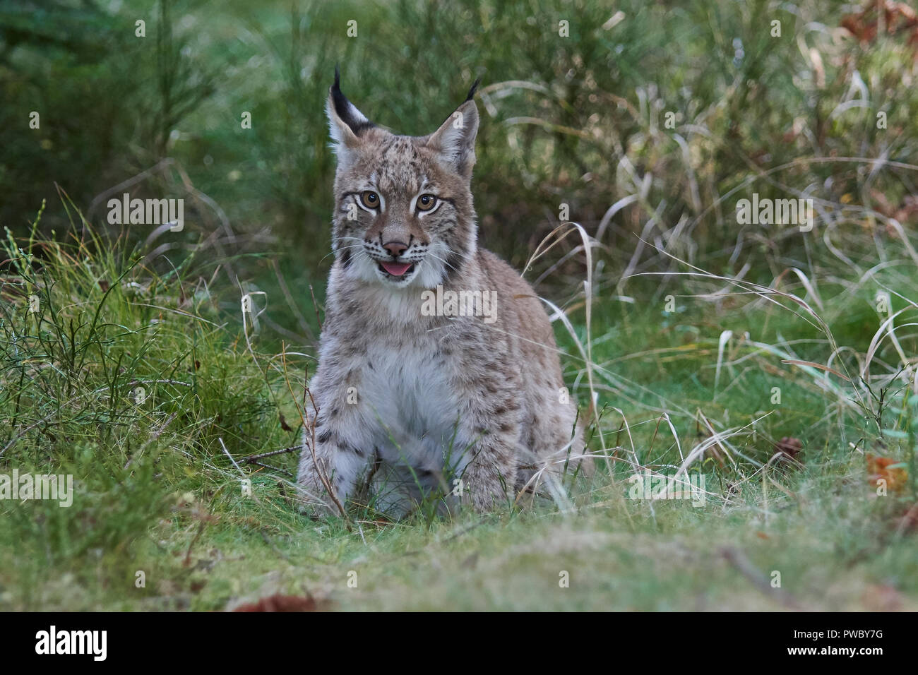 Säugetier,Waldbewohner,Katze,Luchs,Lynx Lynx,Eurasian lynx,Jungtier,male,cub Stock Photo - Alamy