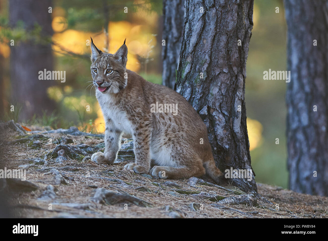 Säugetier,Waldbewohner,Katze,Luchs,Lynx Lynx,Eurasian lynx,Jungtier,male,cub Stock Photo - Alamy
