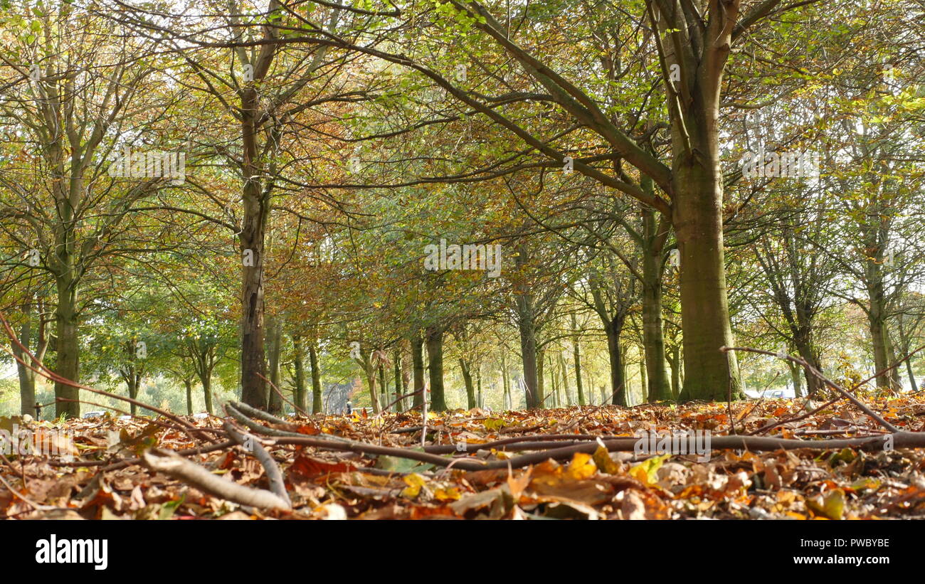 Sunny walk in park hi-res stock photography and images - Alamy