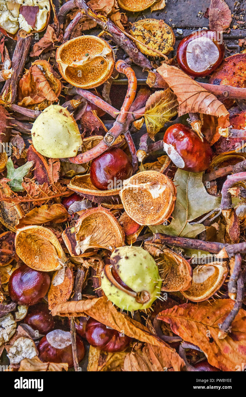 Chestnuts and their spiky covered as well as branches and leaves on a ...