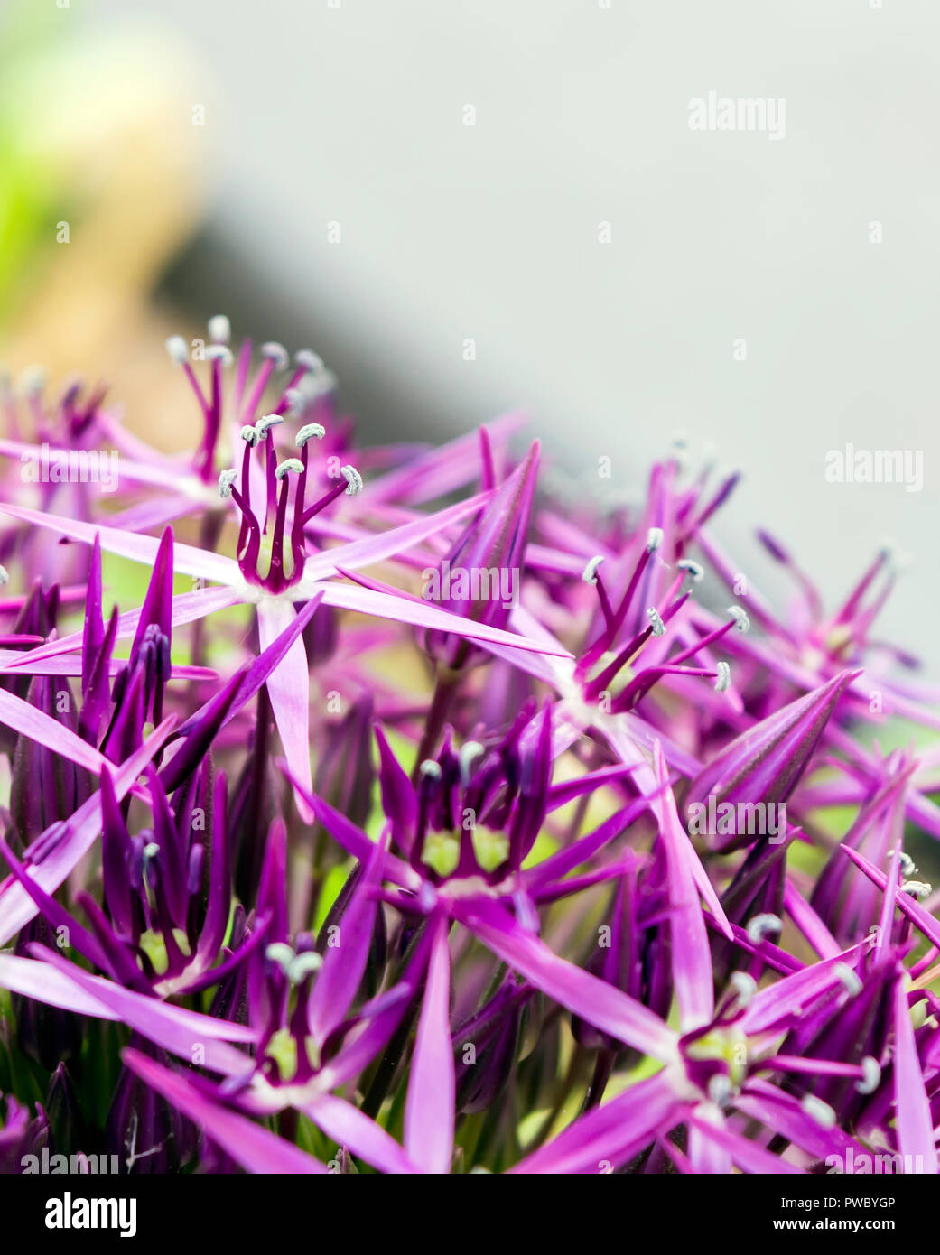 Purple star shaped flower hi-res stock photography and images - Alamy