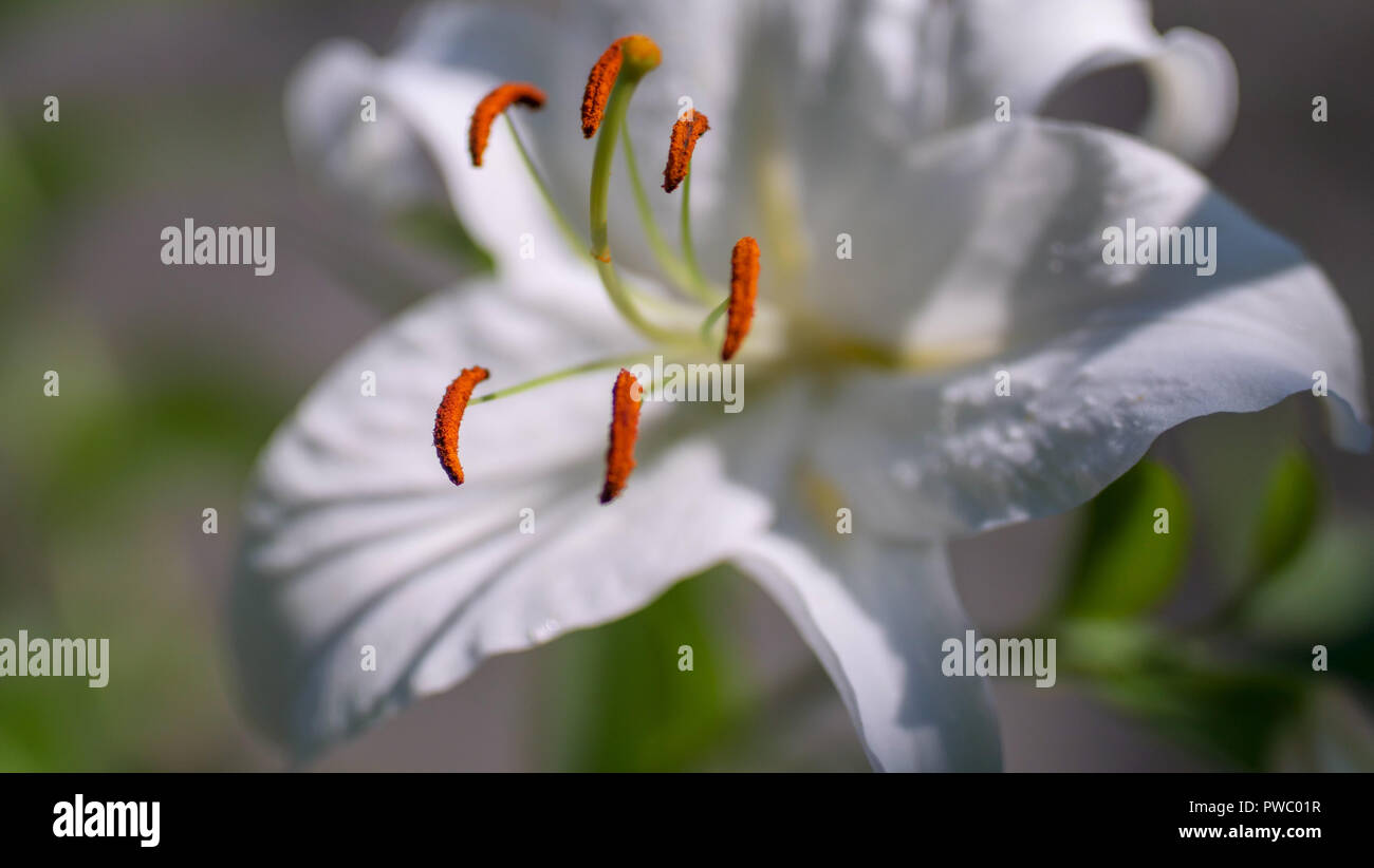 Floral pollenation hi-res stock photography and images - Alamy