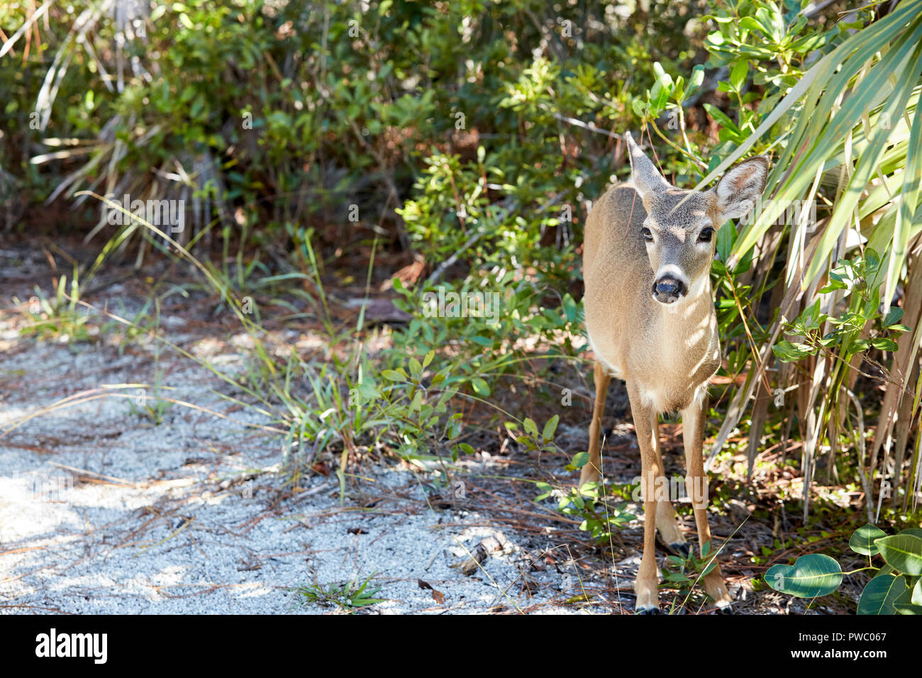 Odocoileus virginianus hi-res stock photography and images - Alamy