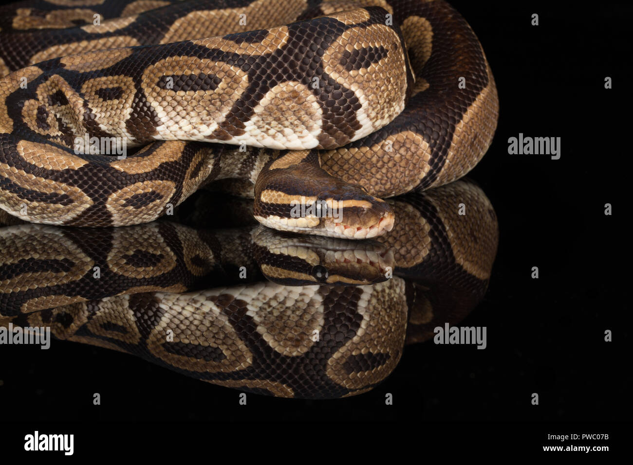 Royal python, also called the ball python (Python regius), an African reptile snake species ...