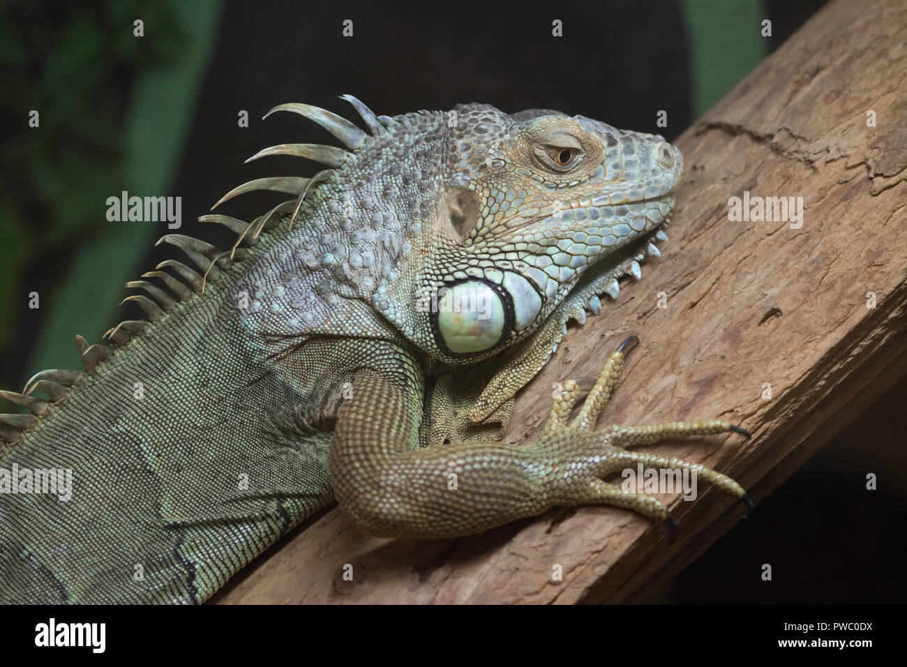 Common green iguana hi-res stock photography and images - Alamy