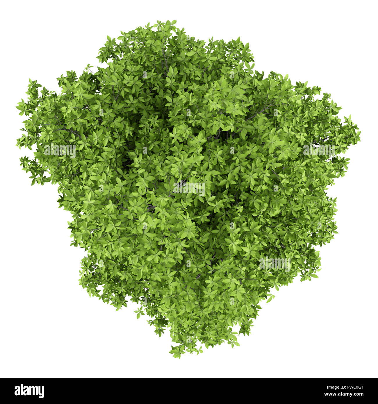 avocado tree isolated on white background. top view. 3d illustration ...