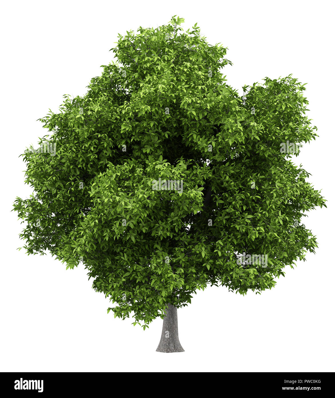 avocado tree isolated on white background. 3d illustration Stock Photo ...