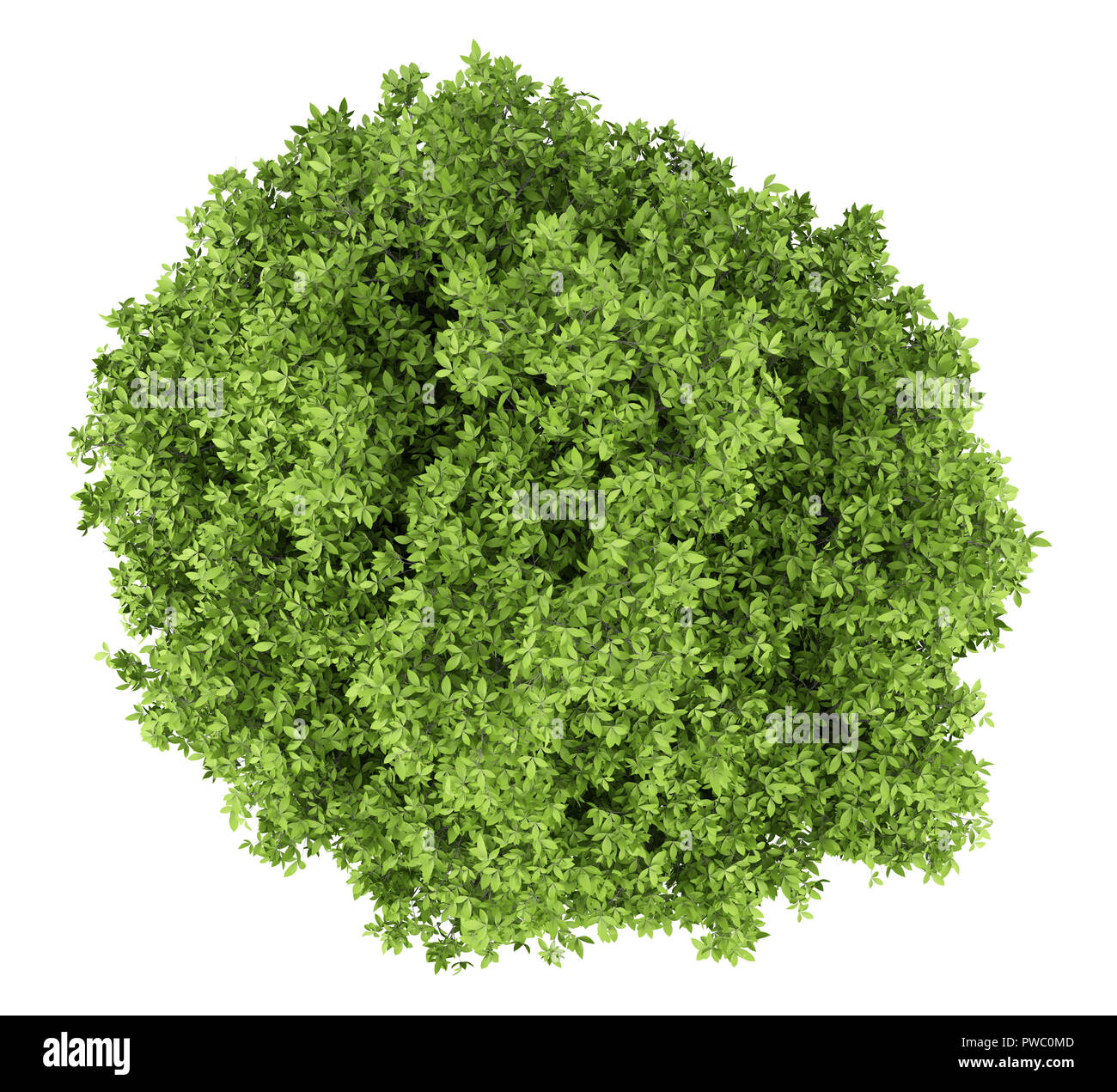 avocado tree isolated on white background. top view. 3d illustration ...