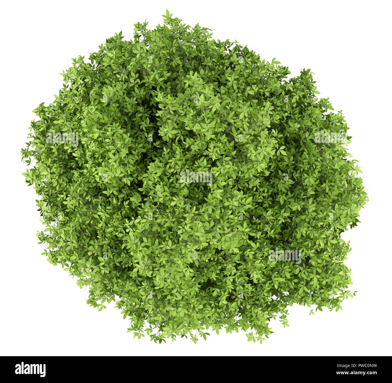 avocado tree with avocados isolated on white background. top view. 3d ...