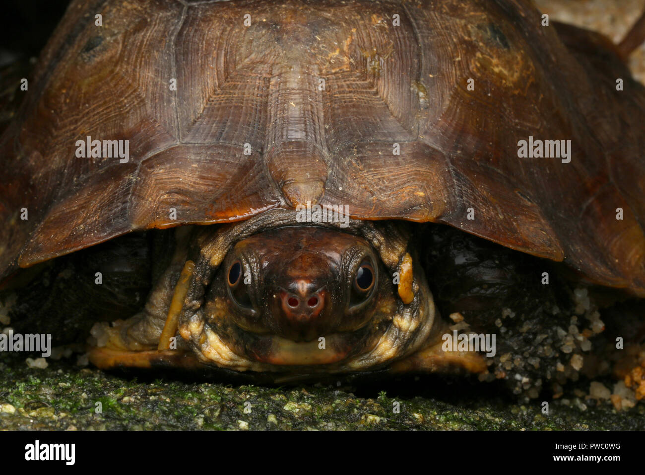 Malayan flat shelled turtle hi-res stock photography and images - Alamy