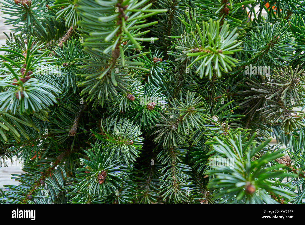 Real fir hi-res stock photography and images - Alamy