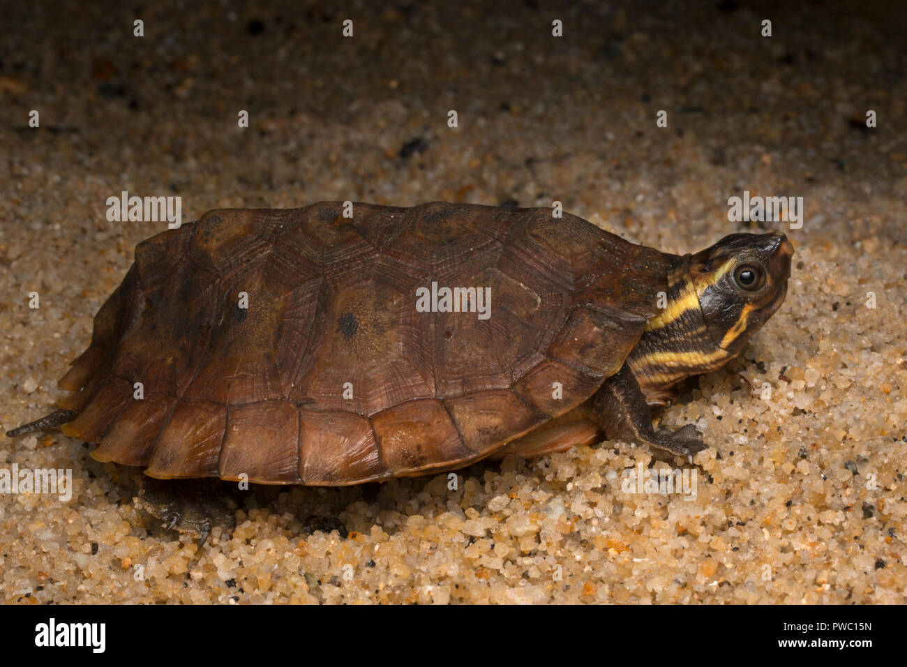 Malayan flat shelled turtle hi-res stock photography and images - Alamy