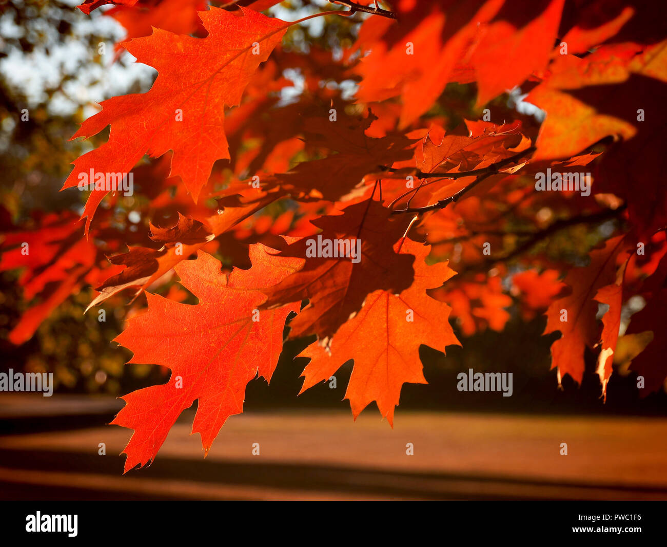 Close up of a red maple tree using as a beauty of nature background ...