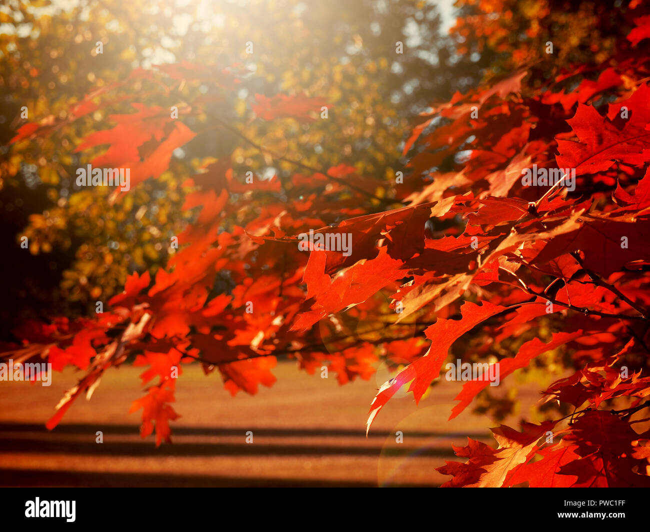 Close up of a red maple tree using as a beauty of nature background ...