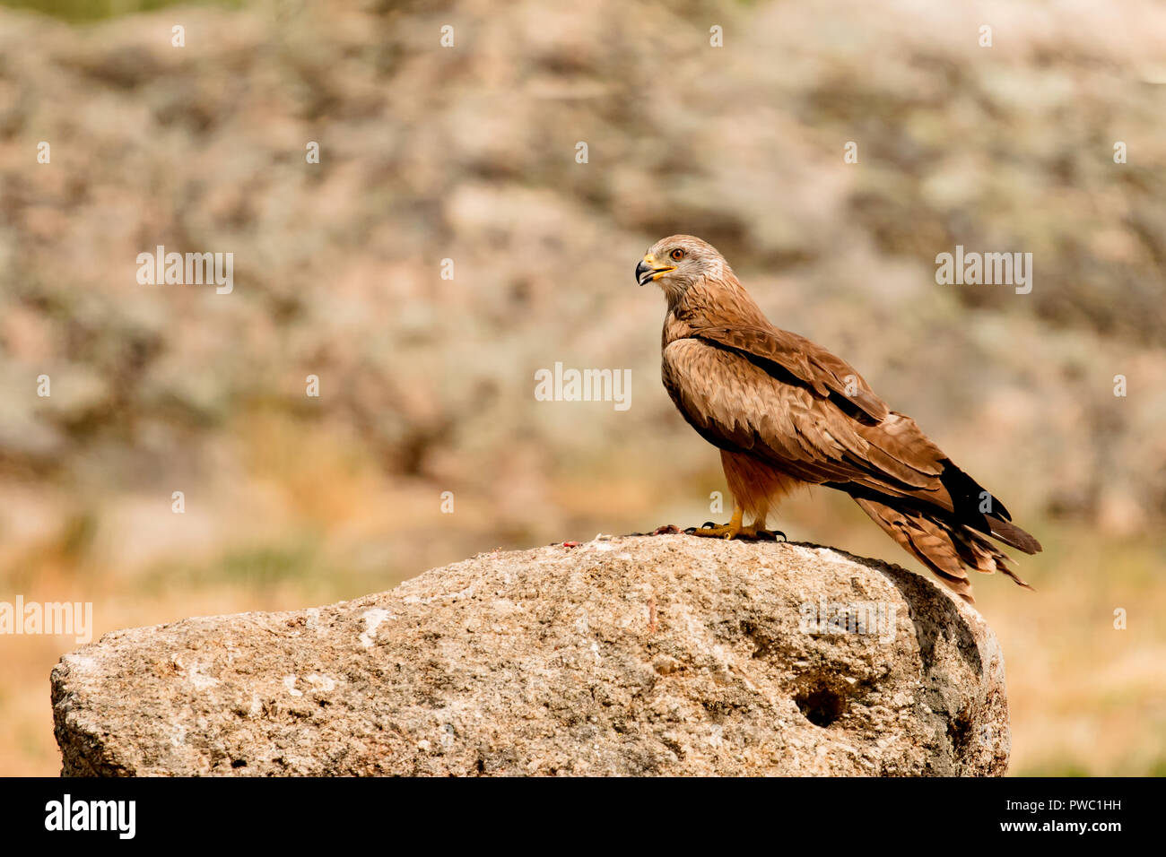 Brown kite hi-res stock photography and images - Alamy