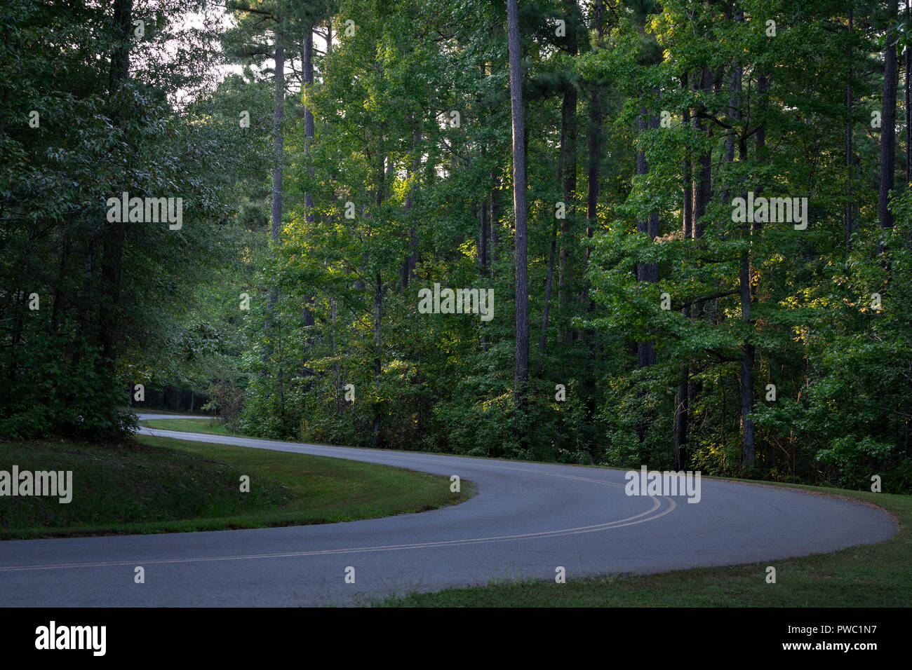 Winding road through forest at sunset Stock Photo - Alamy