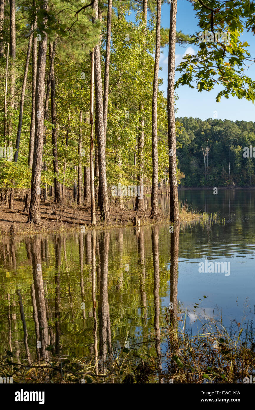 Pine trees by the lake hi-res stock photography and images - Alamy