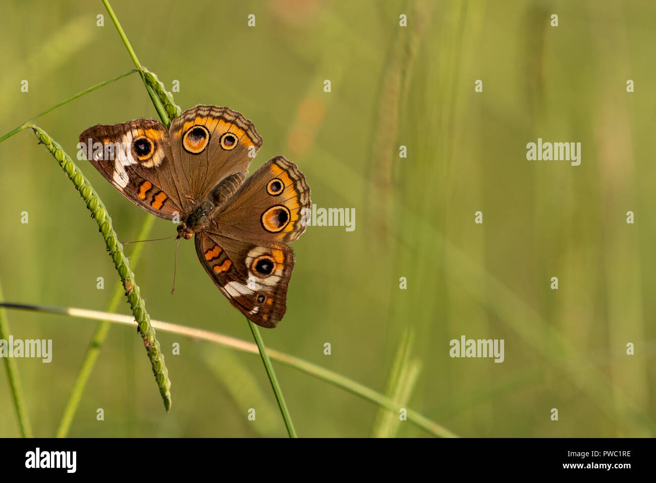 Common Buckeye butterfly (Junonia coenia) in grass field at sunset ...