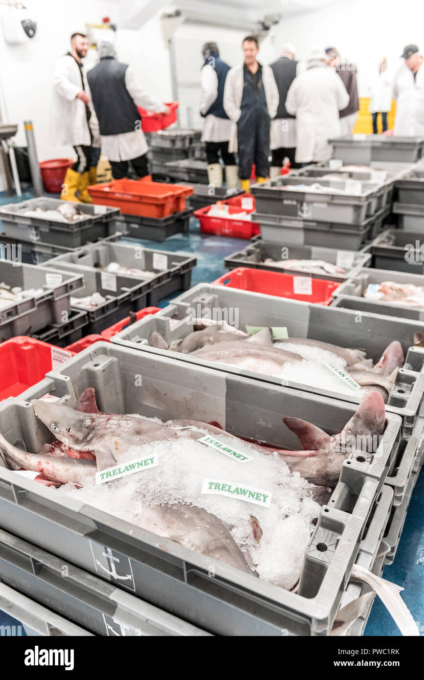 Newlyn fish market hi-res stock photography and images - Alamy