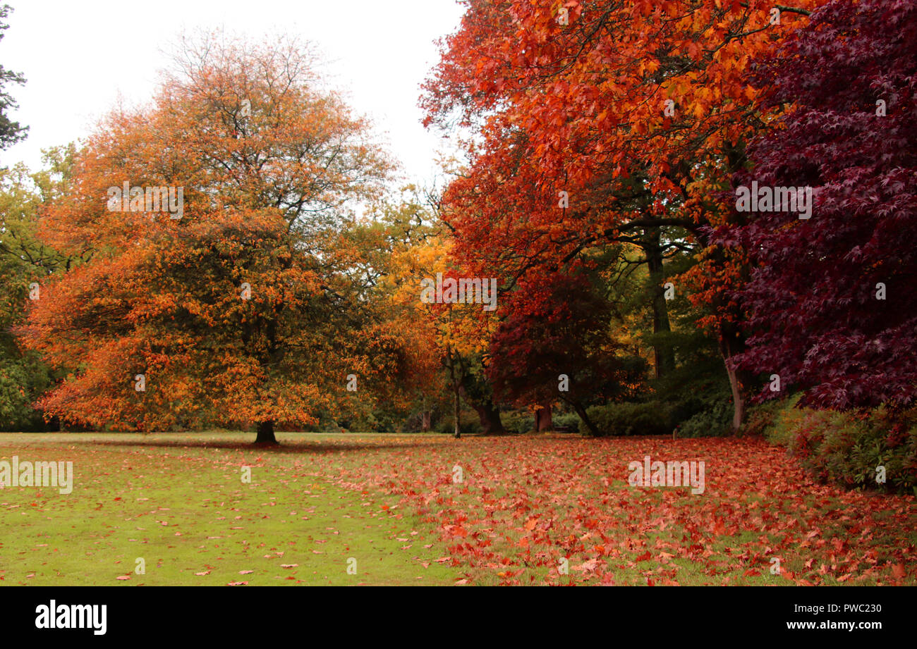 Crimson trees hi-res stock photography and images - Alamy