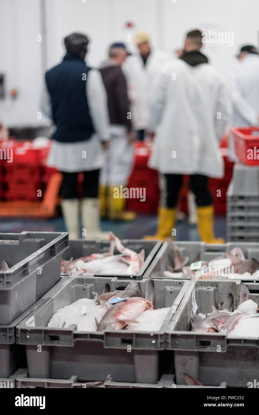 Newlyn fish market auction Cornwall Stock Photo - Alamy