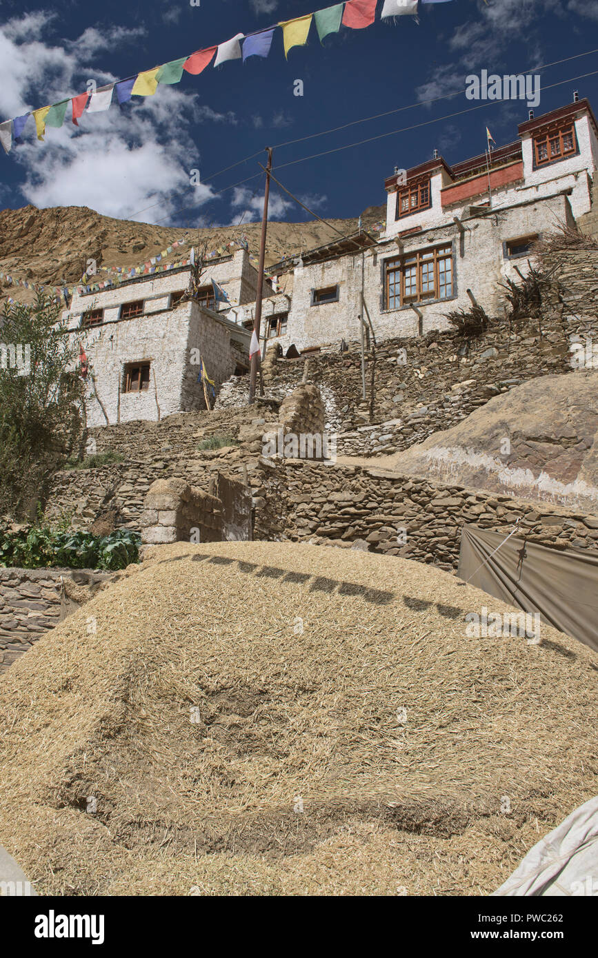 Harvest of barley hi-res stock photography and images - Alamy