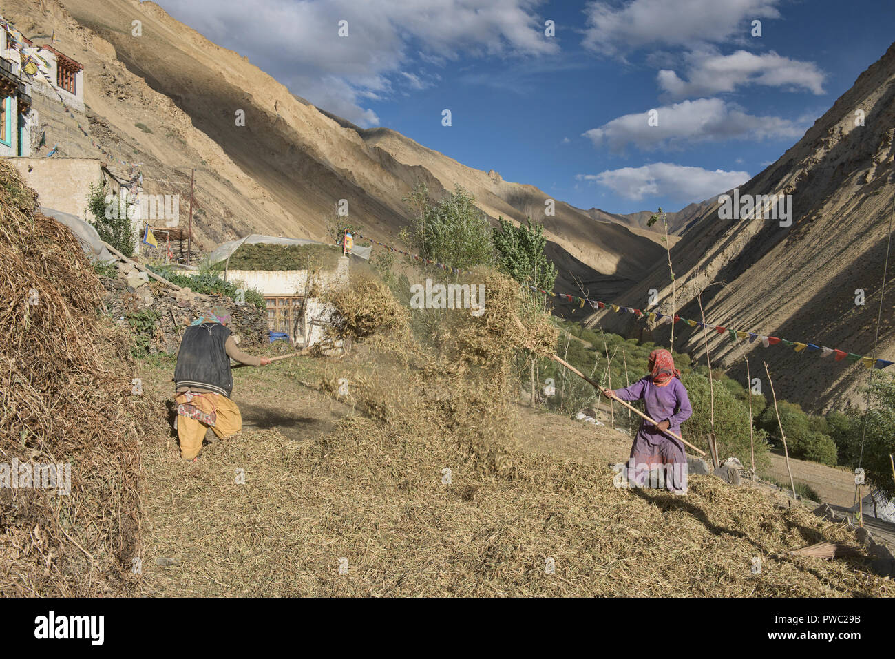Barley harvest in Hinju village, Ladakh, India Stock Photo - Alamy