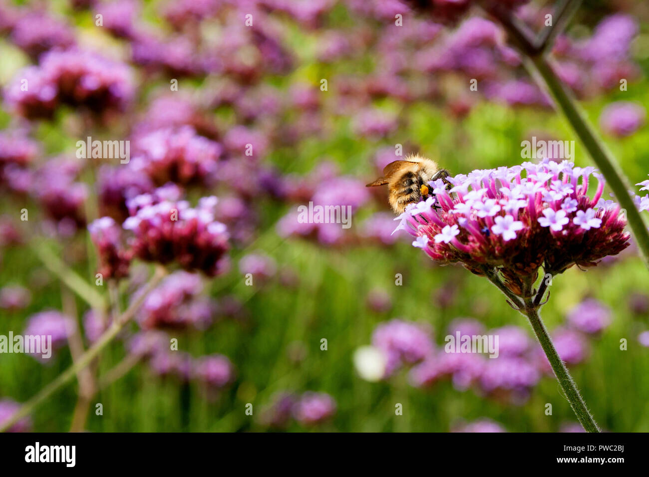 Bee collects pollen from Argentinian Vervain (Verbena Bonariensis Stock ...