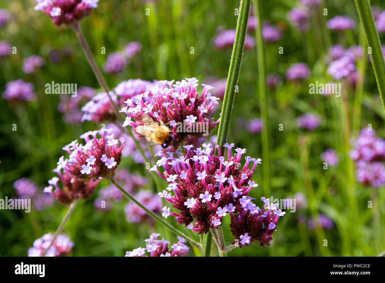 Bee collects pollen from Argentinian Vervain (Verbena Bonariensis Stock ...