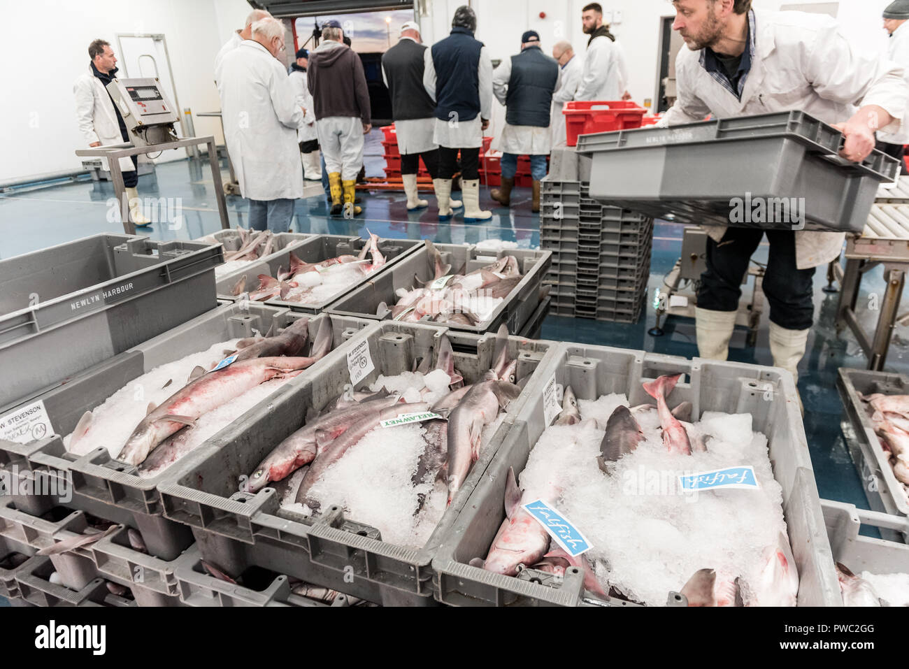 Newlyn fish market auction Cornwall Stock Photo - Alamy