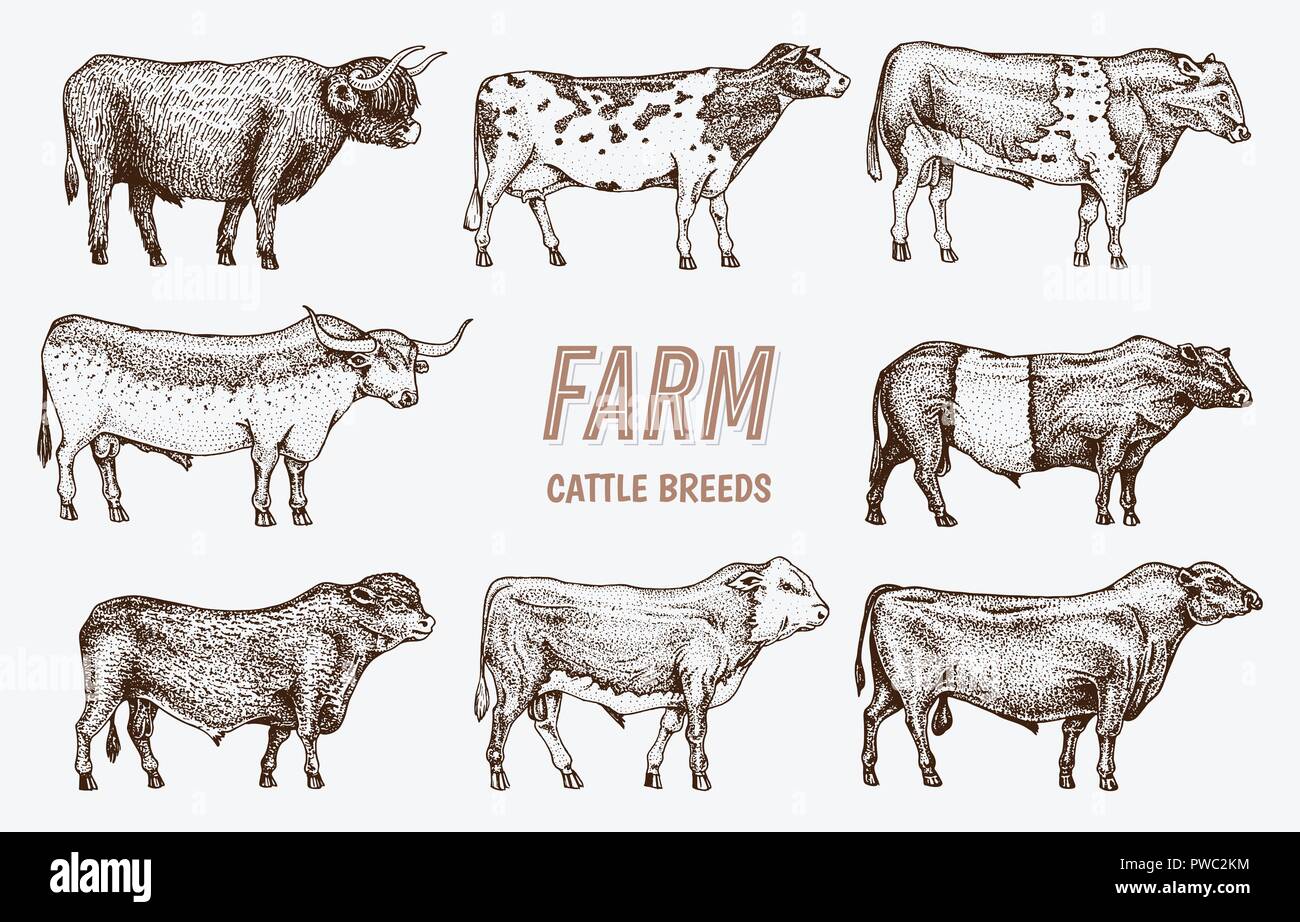 Farm cattle bulls and cows. Different breeds of domestic animals ...