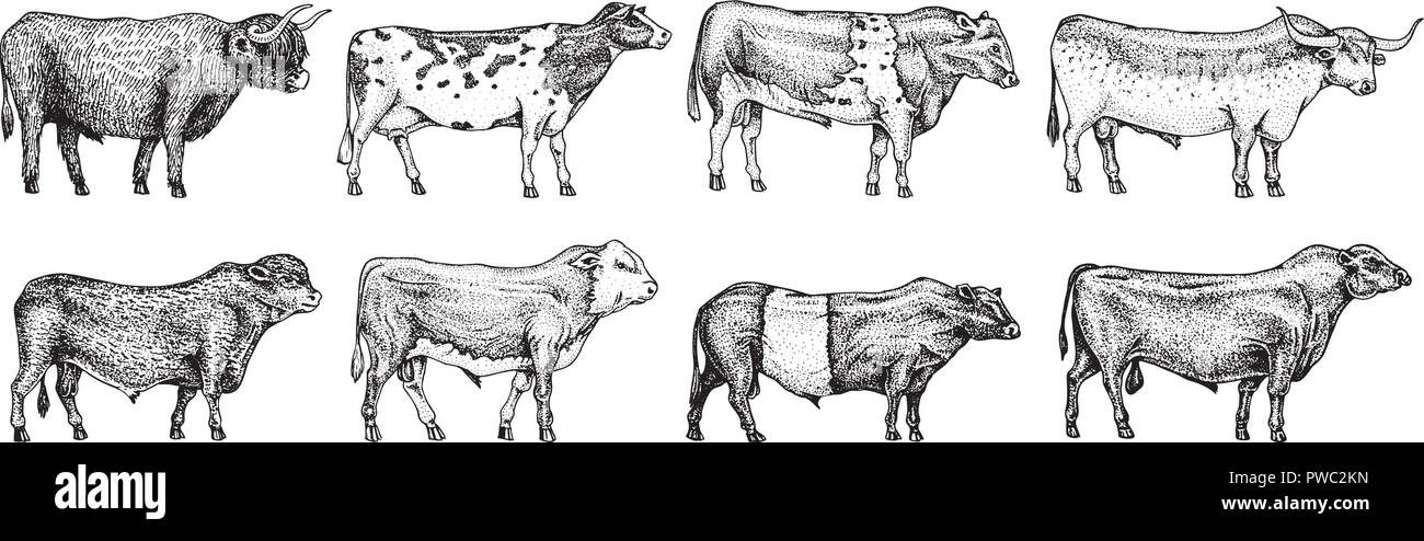 Farm cattle bulls and cows. Different breeds of domestic animals ...