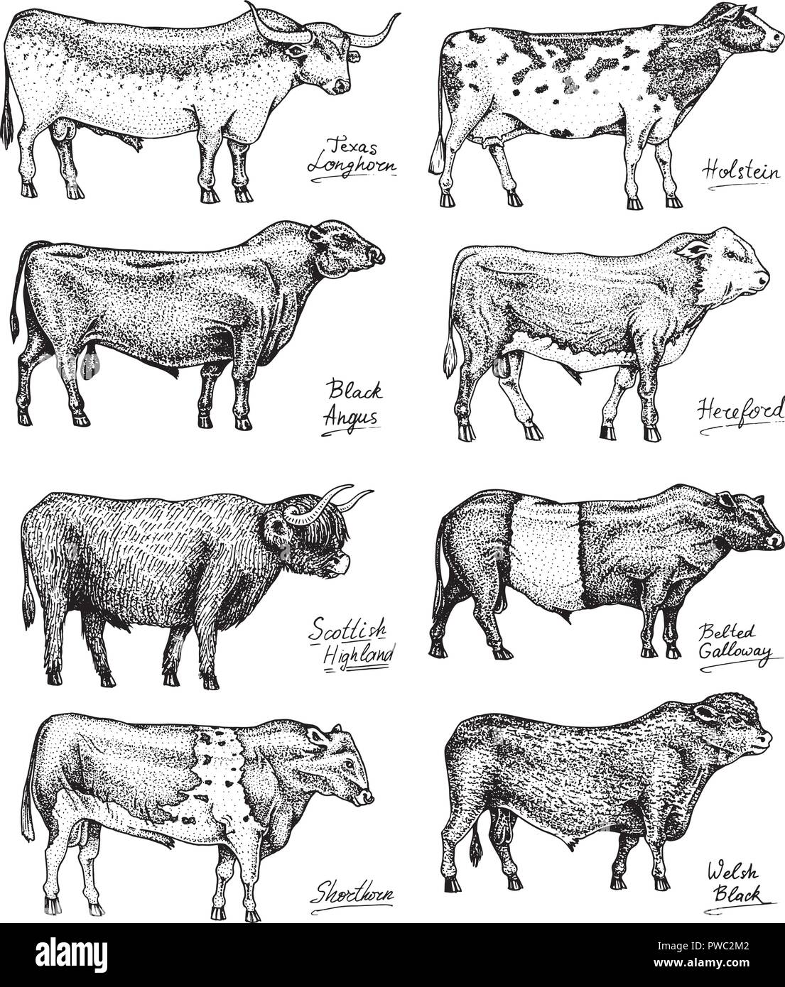 Zebu breeds Stock Vector Images - Alamy