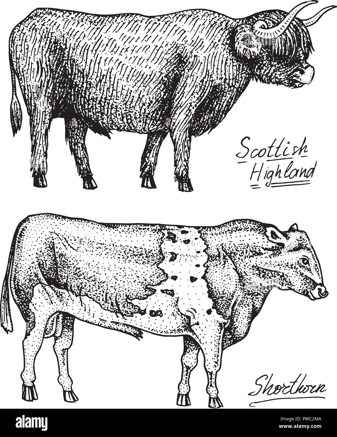 Farm cattle bulls and cows. Different breeds of domestic animals ...