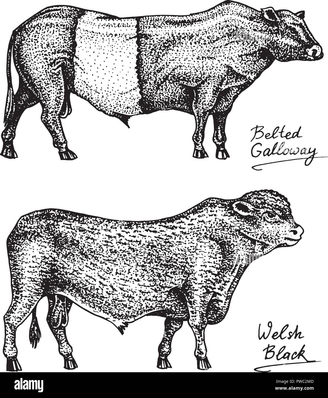 Sketch of cattle hi-res stock photography and images - Alamy