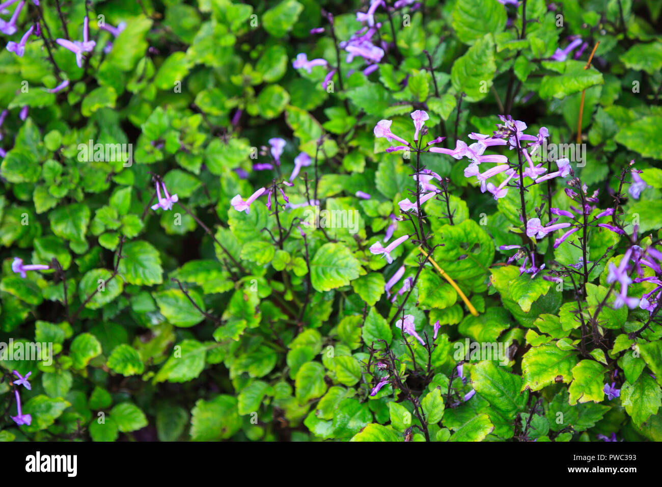 natural purple Primula wildflowers, flowering plants, Primrose flowers ...