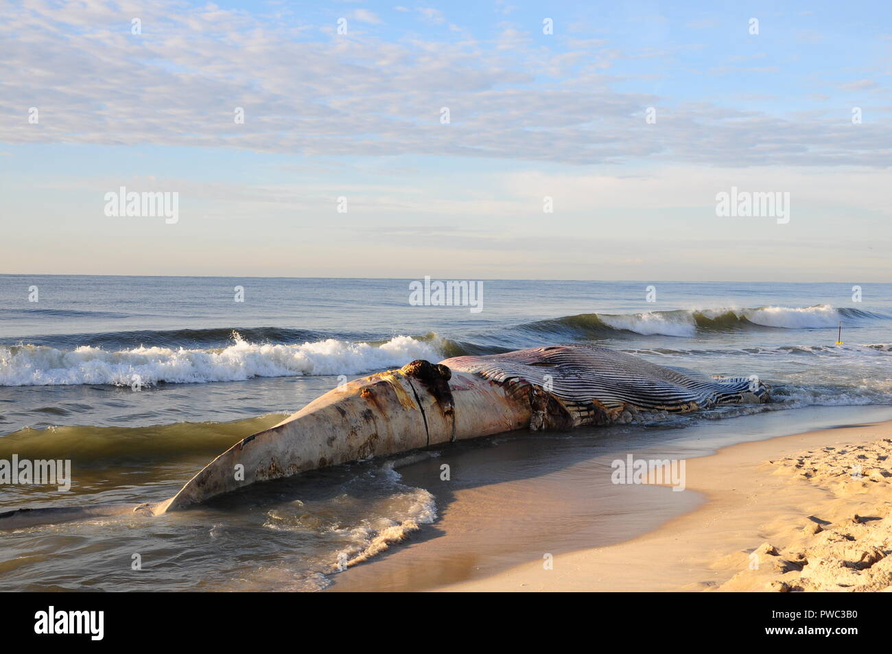 Finback whale hi-res stock photography and images - Alamy