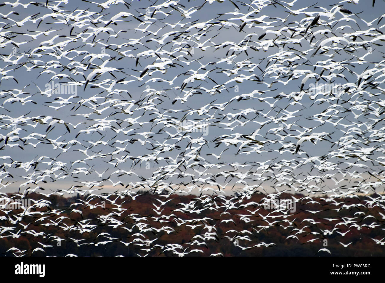 Flock of white geese in flight Stock Photo - Alamy