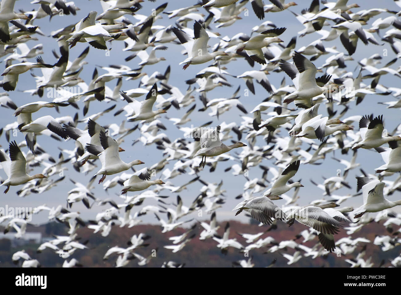 Flock of white geese in flight Stock Photo - Alamy