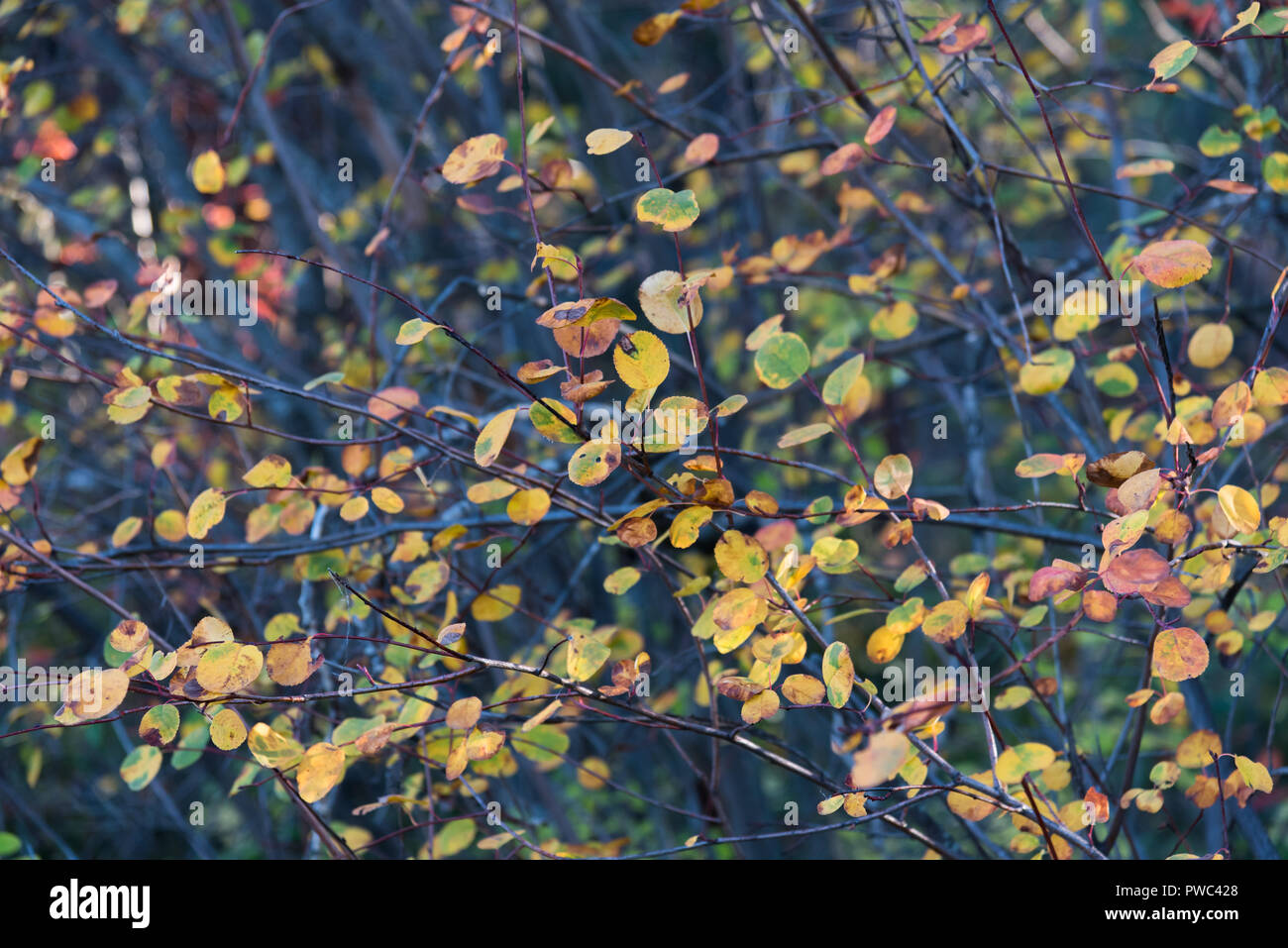 Yellow leaves on nature background hi-res stock photography and images ...