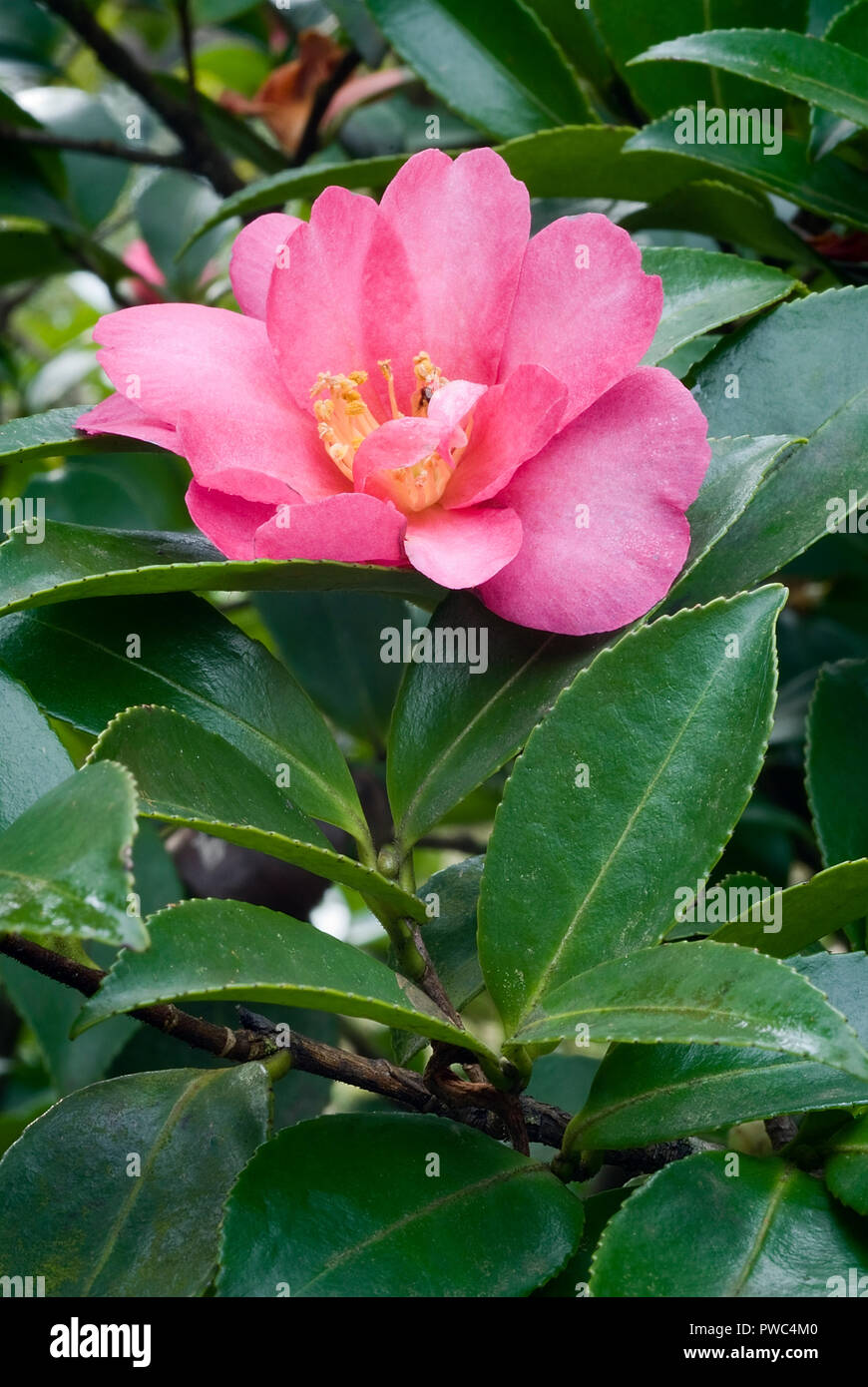 Camellia sasanqua cv Kanjiro; Theaceae; evergreen shurb; semi-double ...