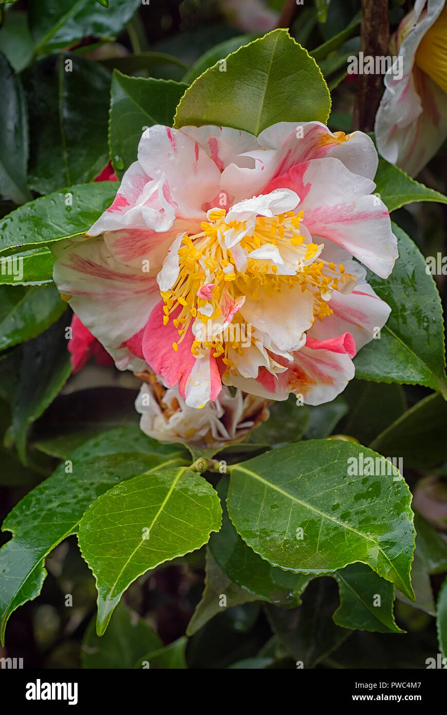 Camellia japonica cv Pomponia Semi-duplex; Theaceae; evergreen shurb ...