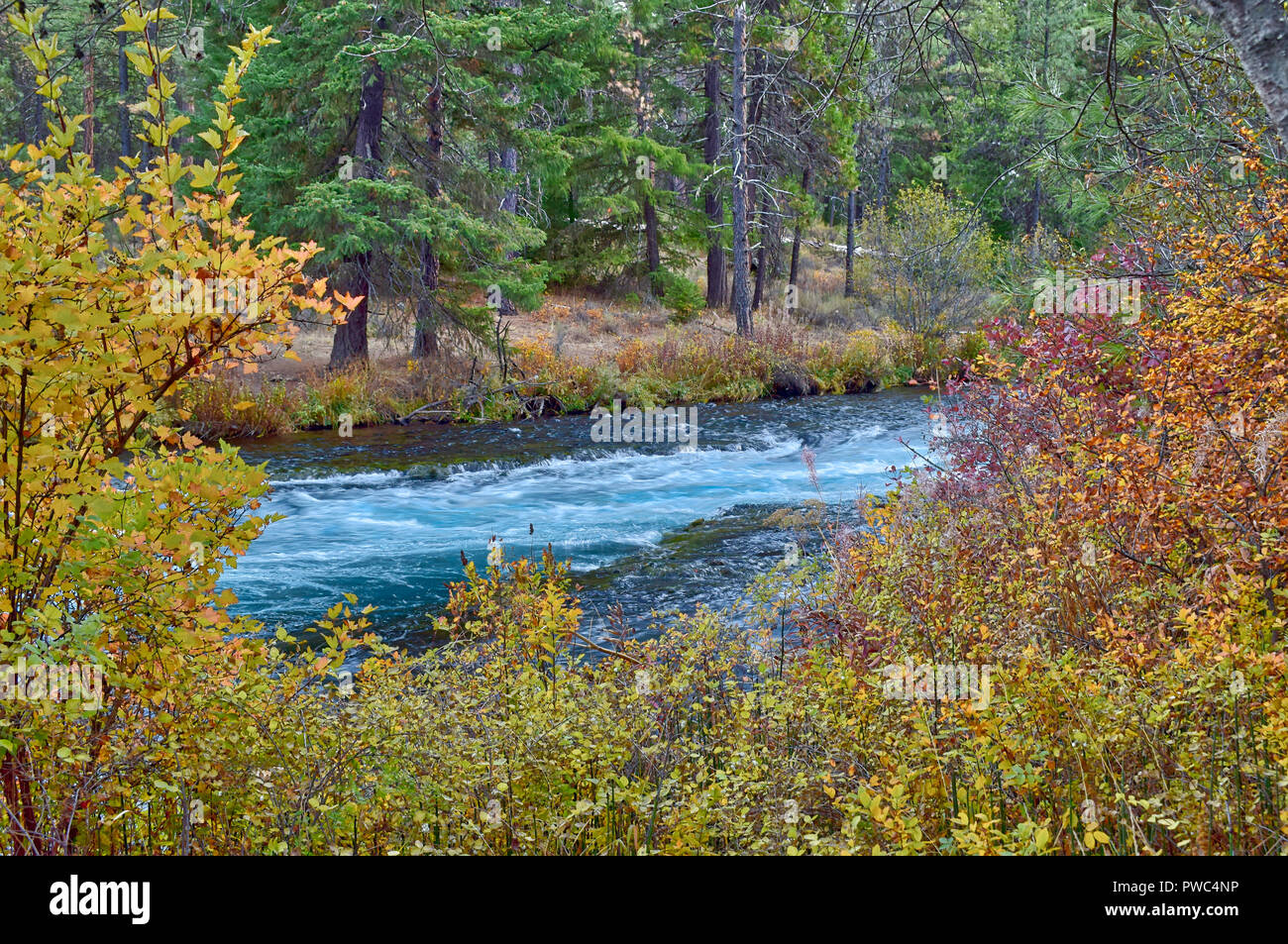 Autumn at the Metolius River in Central Oregon Stock Photo - Alamy