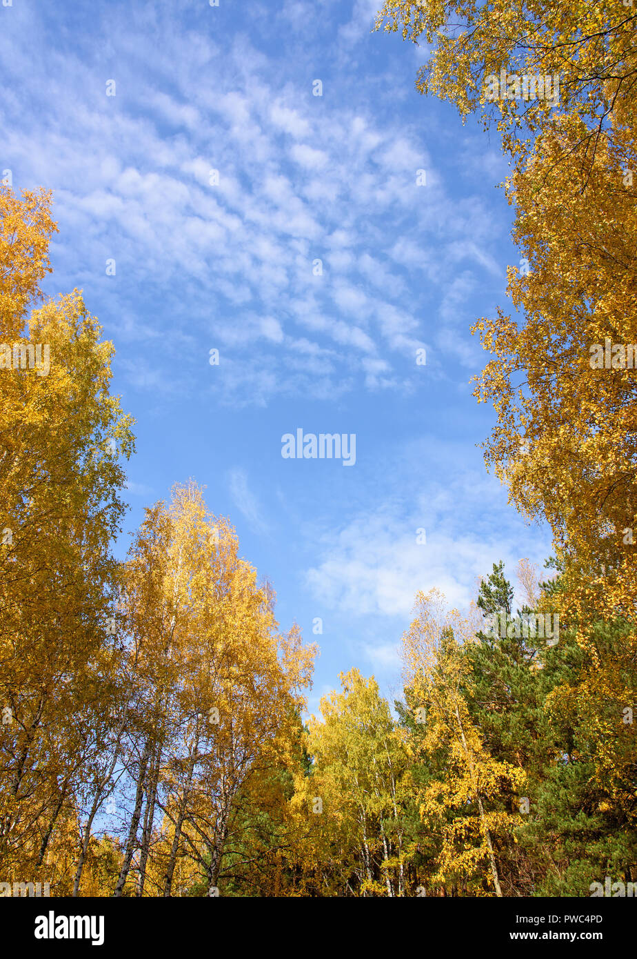 Lush trees framing hi-res stock photography and images - Alamy