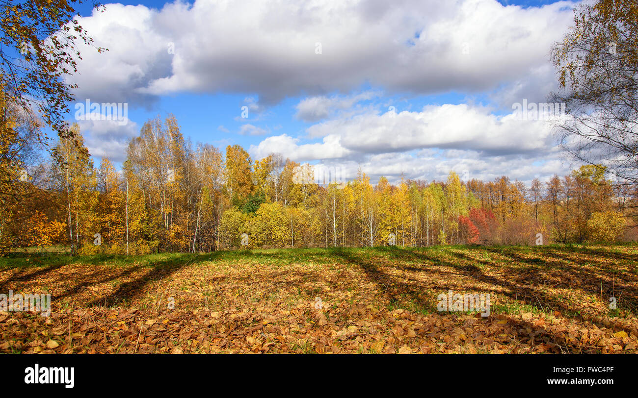 Fall Panorama: Autumn Forest with Blue Sky and White Clouds as ...