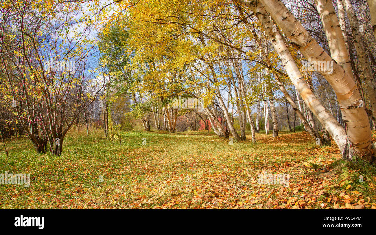 Fall Panorama: Autumn Forest with Golden Foliage in City Park as ...