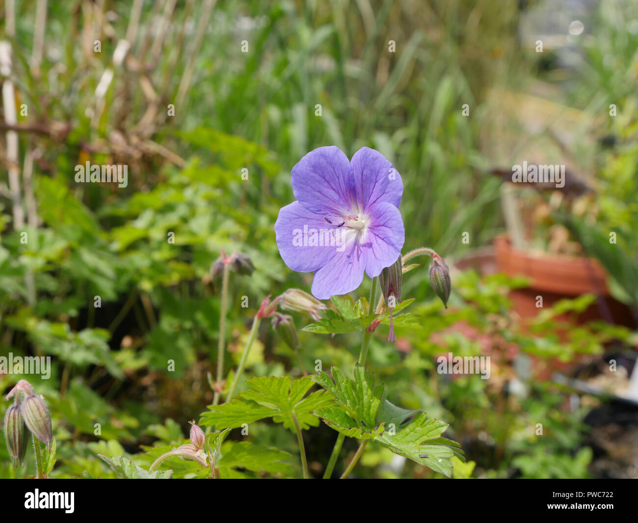 Hardy Geranium blue Stock Photo - Alamy