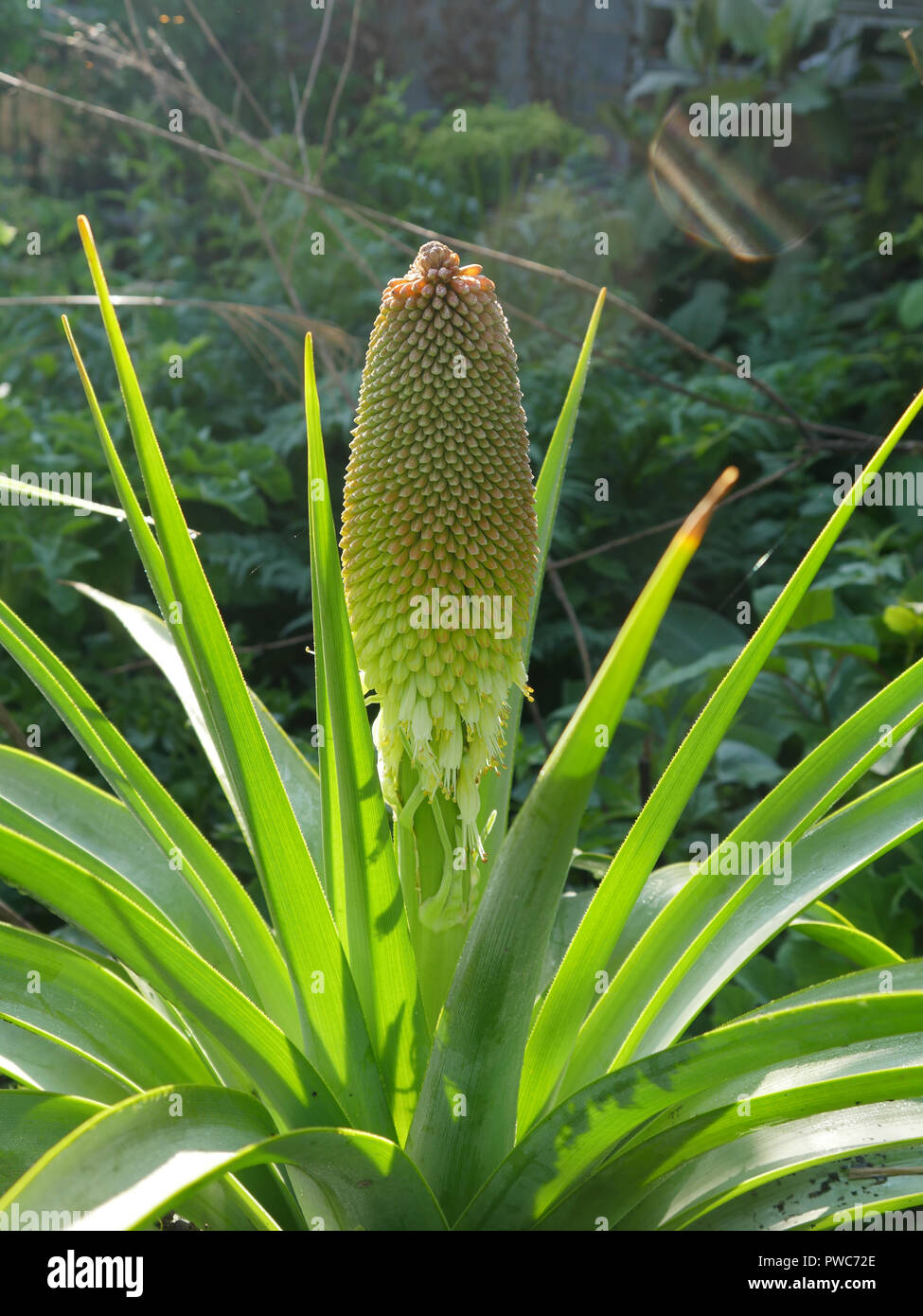 Kniphofia northiae hi-res stock photography and images - Alamy